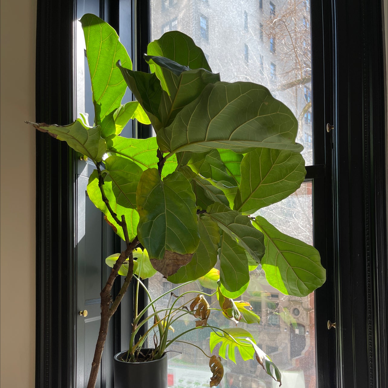 Thor | A plant by @ChiefHemlock on Greg