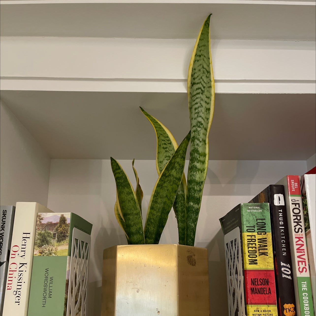 🐍 Snake Plant Fertilizer: How And When To Use It