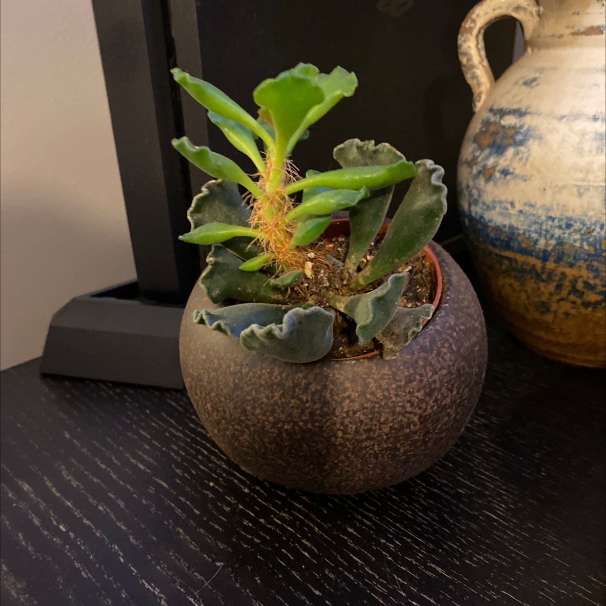 🌞 Your Pagoda Mini Jade's Light Requirements