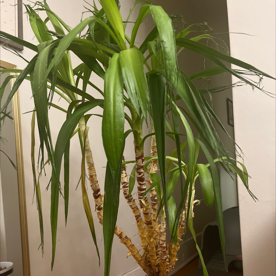 Why Is My Blue-Stem Yucca Dropping Leaves?