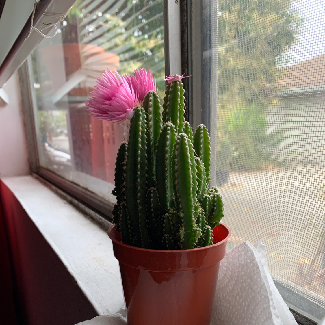 🌙 How to Get a Night-Blooming Cereus to Bloom