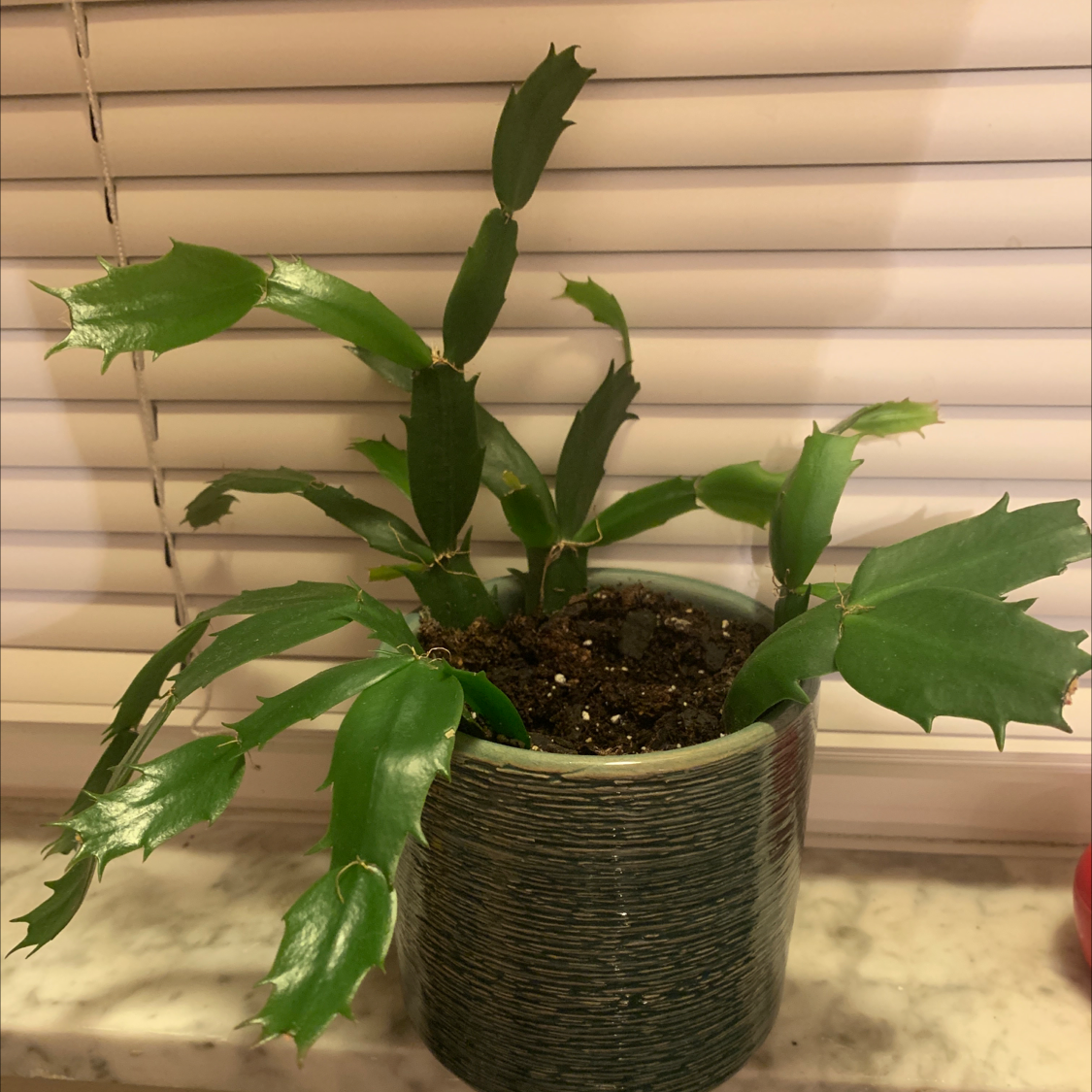 Hulk | A plant by Dj on Greg