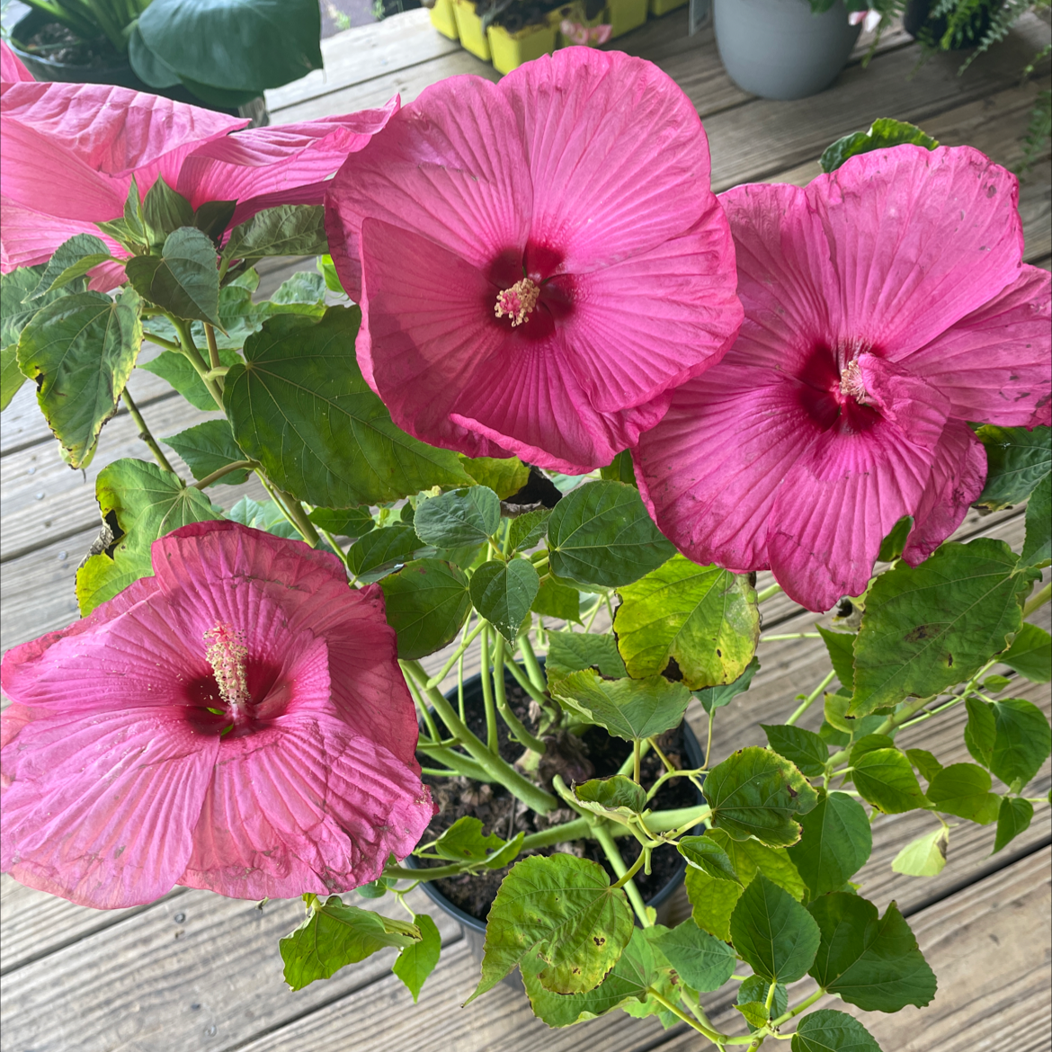 10 Benefits of Having a Swamp Rose-Mallow