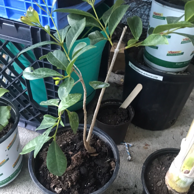 Purple Forest Guava Plant Care: Water, Light, Nutrients | Greg App 🌱