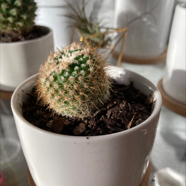 🎈 10 Advantages of Having a Balloon Cactus