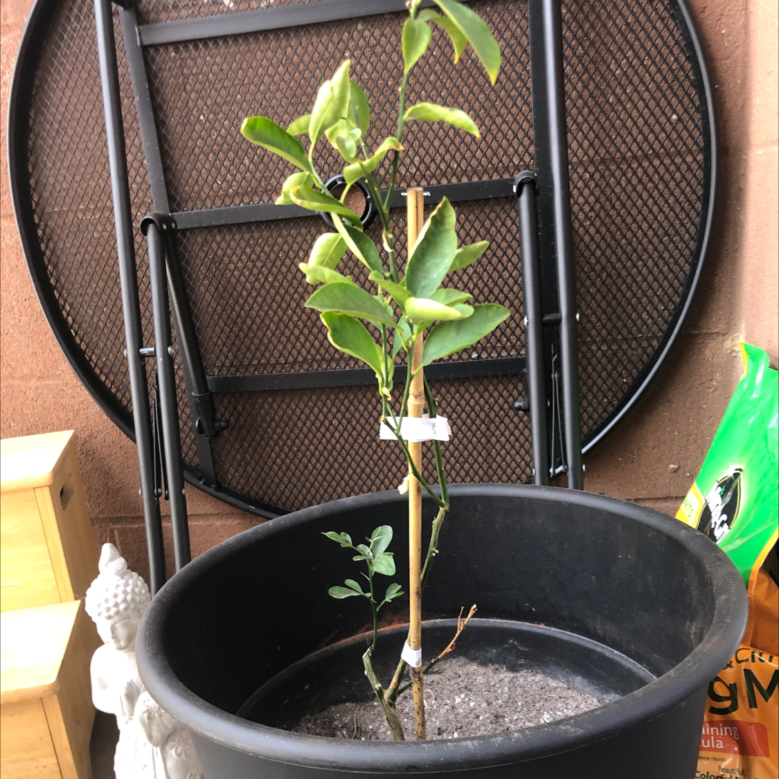 🍋 Should I Repot My Meyer Lemon Tree?