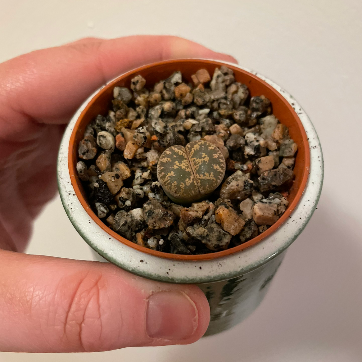 Black Spots on My Lithops optica 'Rubra' Leaves