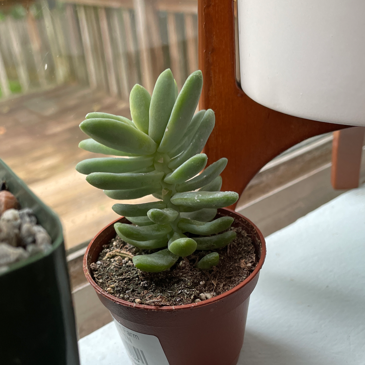 10 Advantages Of Having A Burro's Tail 🐴