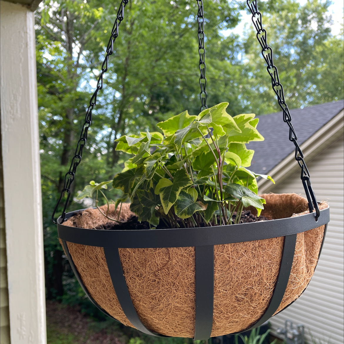 Why Is My English Ivy Not Doing Well? 🤒