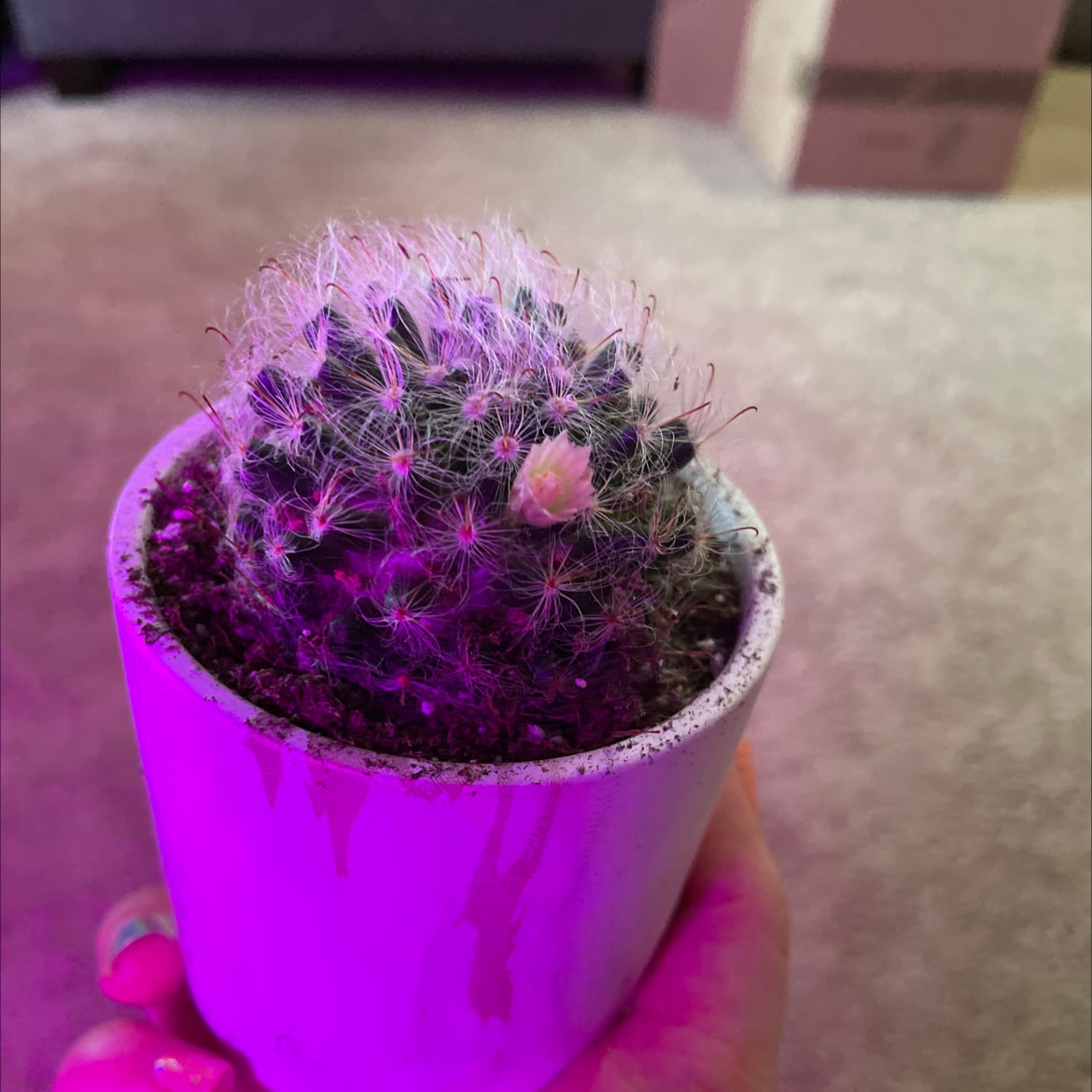 🌵 Why Are There Black Spots on My Powder Puff Cactus Leaves?