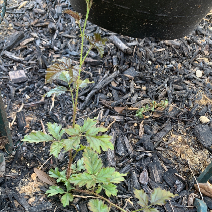 Boreal Bramble Plant Care: Water, Light, Nutrients | Greg App 🌱