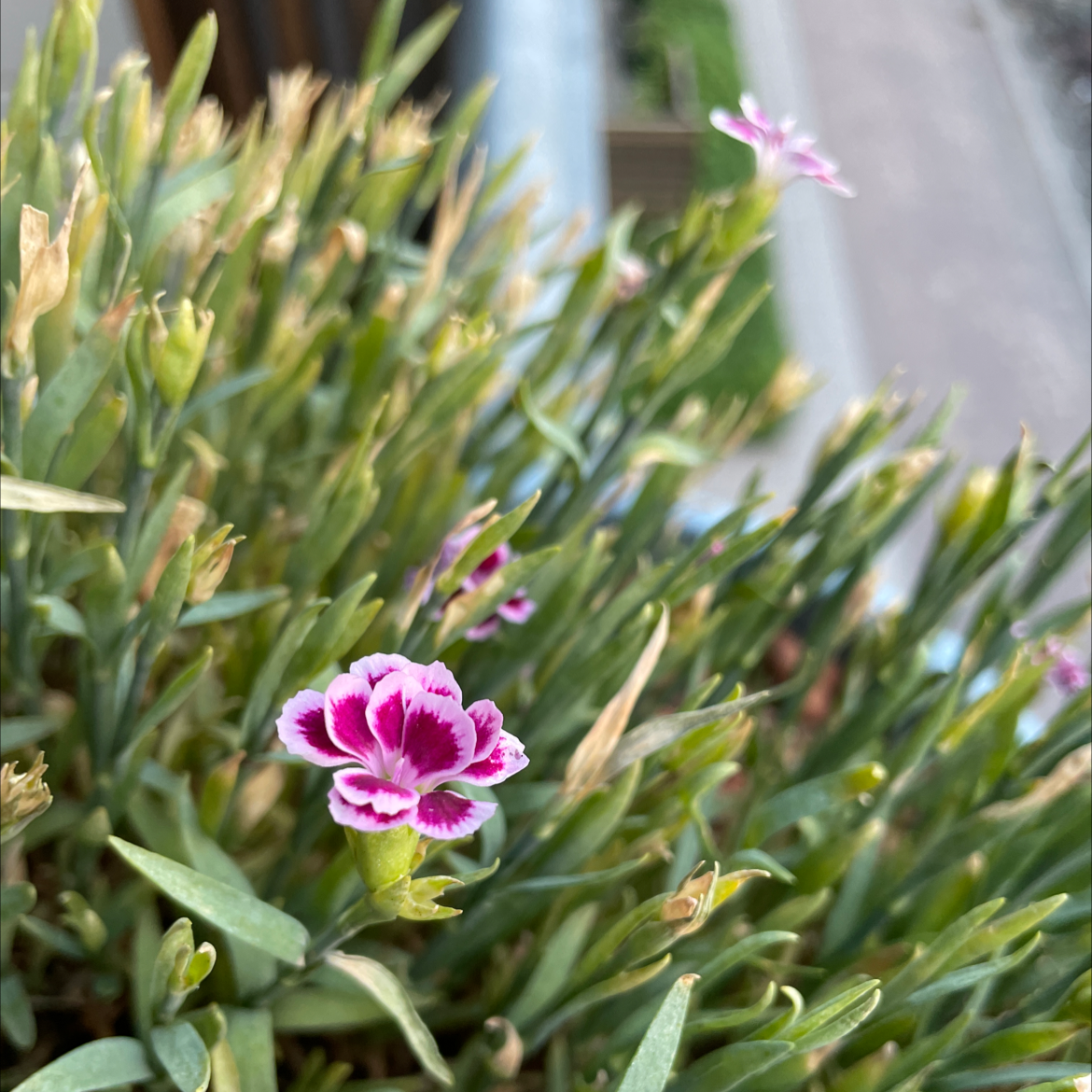 Symbolism and Benefits of the Chinese Pink