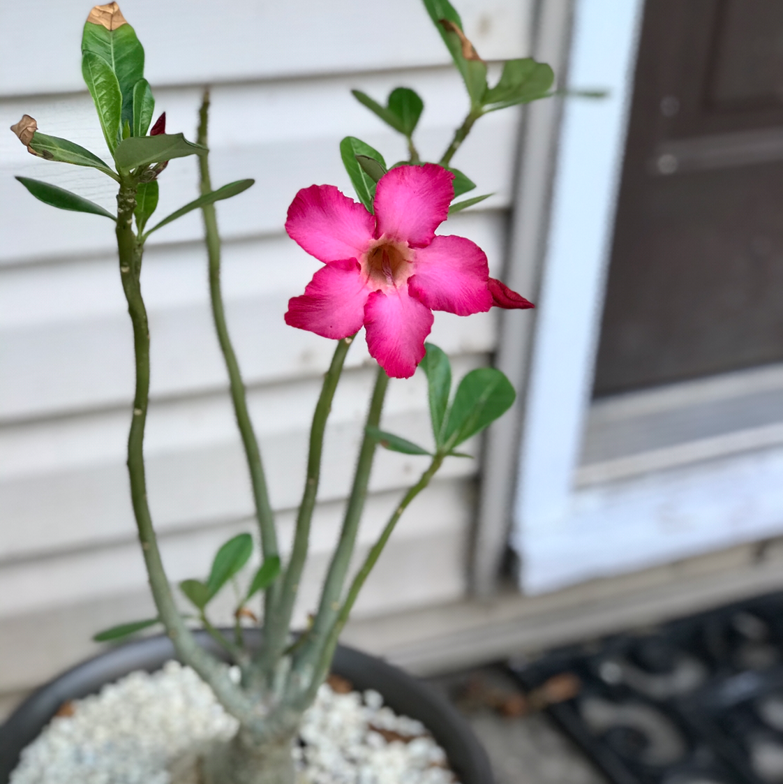 How To Get A Desert Rose Plant To Bloom 🌹