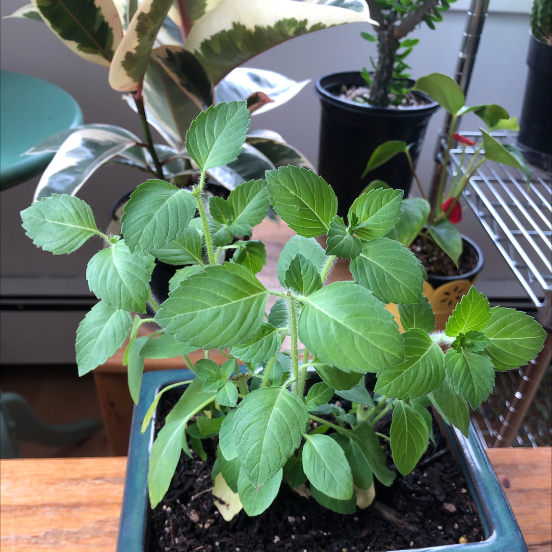 Why Are My Holy Basil (Tulsi) Leaves Droopy?