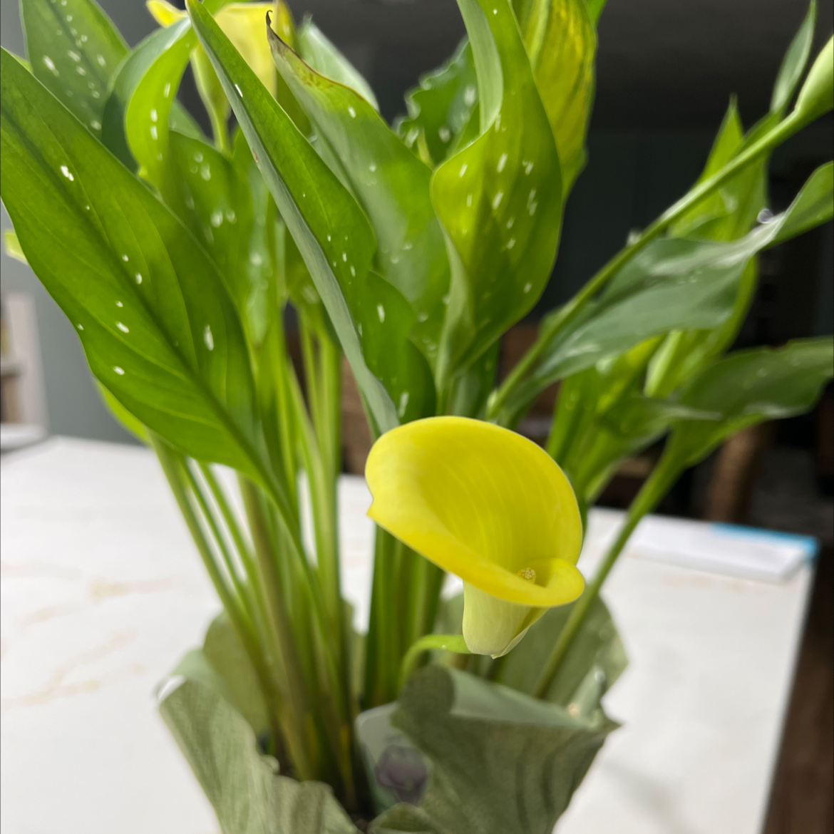 Calla Lily - Fertilizing 101