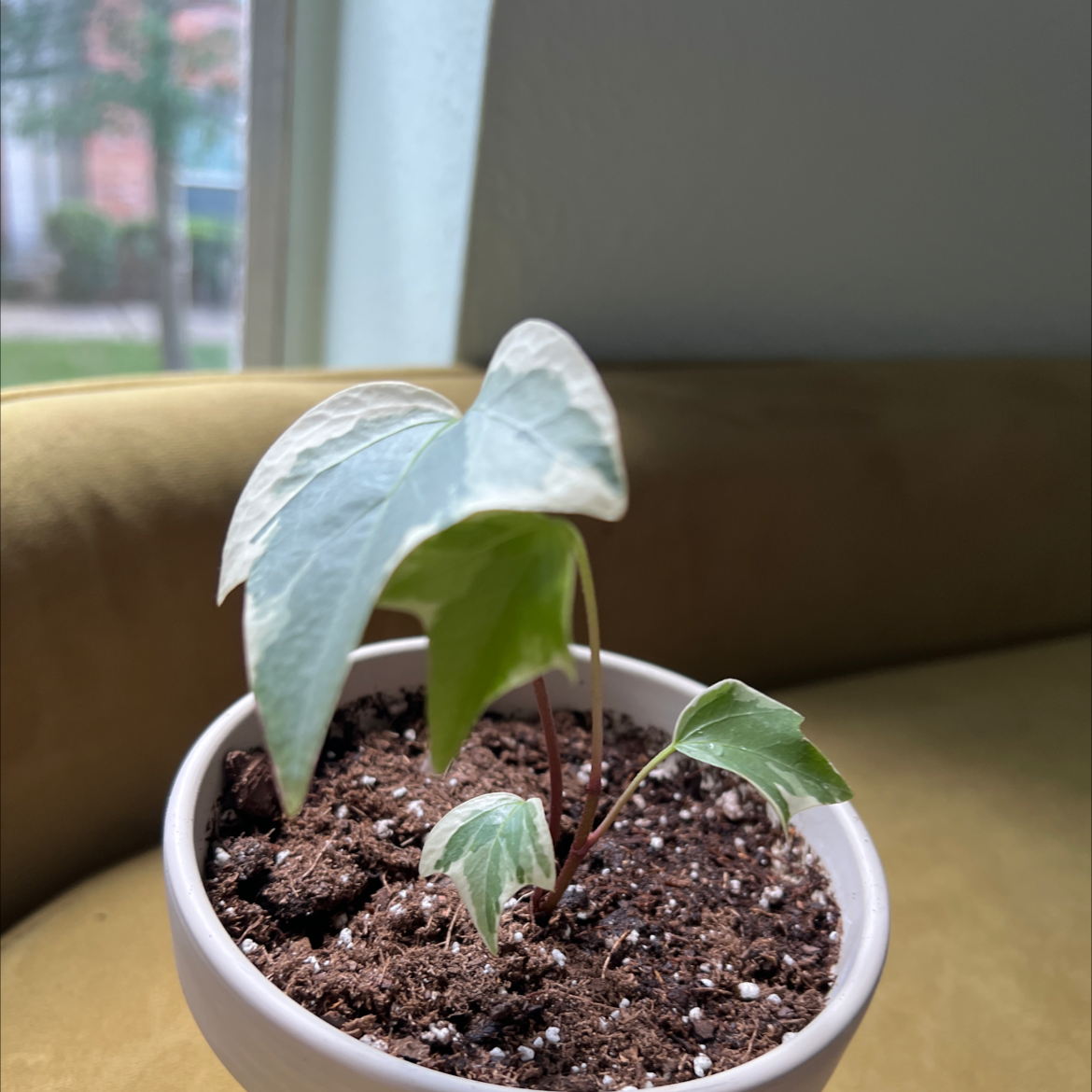 How Do I Cure English Ivy Root Rot?