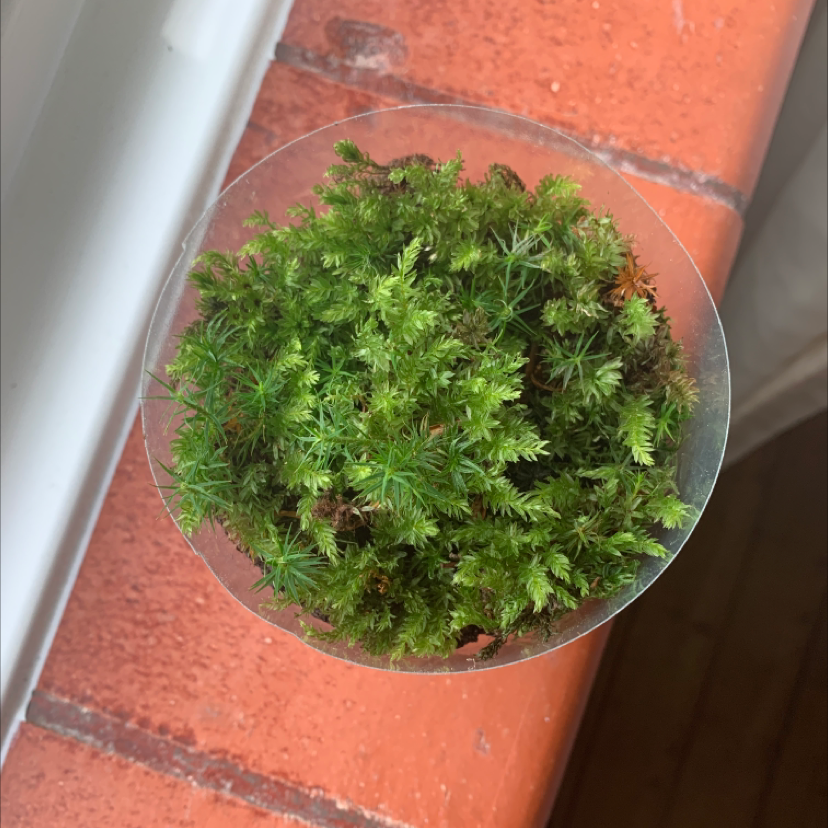 Horn Calcareous Moss Plant Care: Water, Light, Nutrients | Greg App 🌱