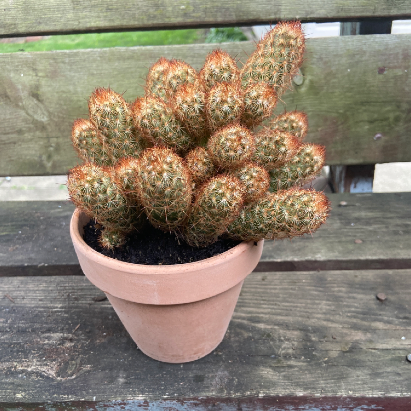 The Complete Lady Finger Cactus Plant Care Guide: Water, Light & Beyond