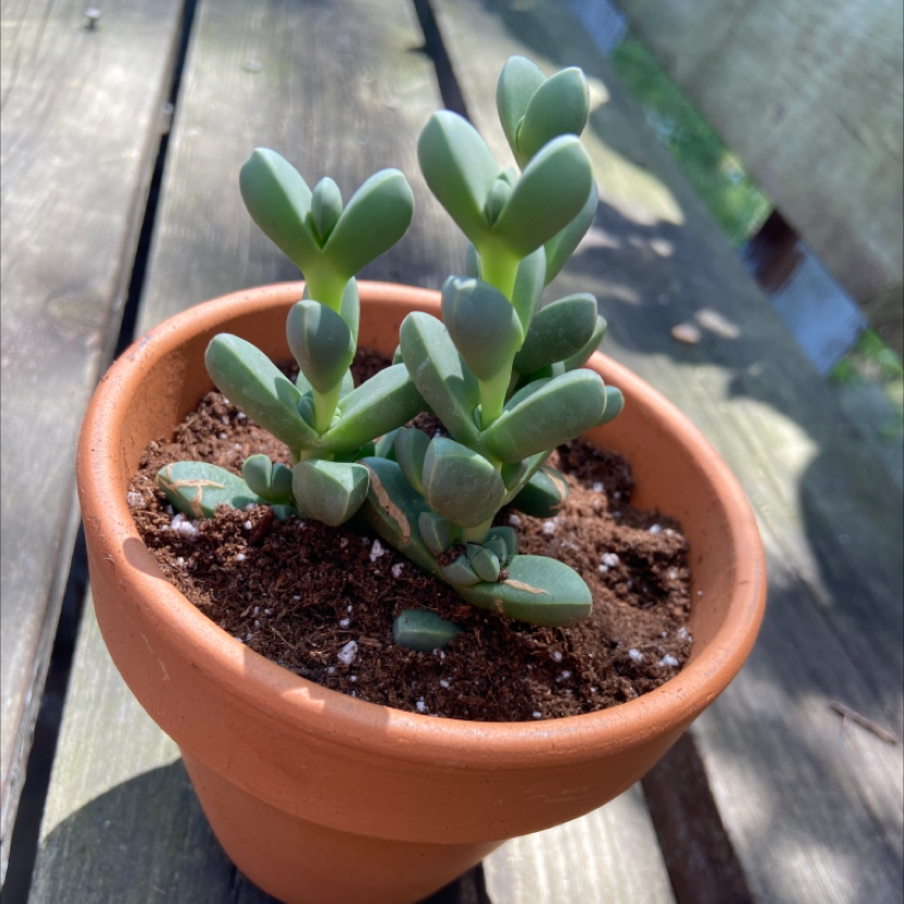 Beads Lampranthus Plant Care: Water, Light, Nutrients | Greg App 🌱