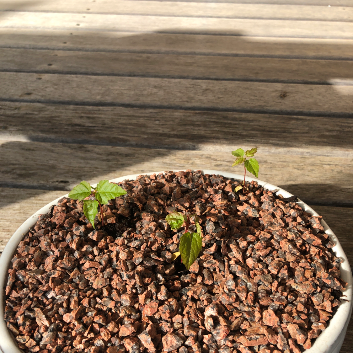 🌞 My Ficus retusa's Sunlight Needs