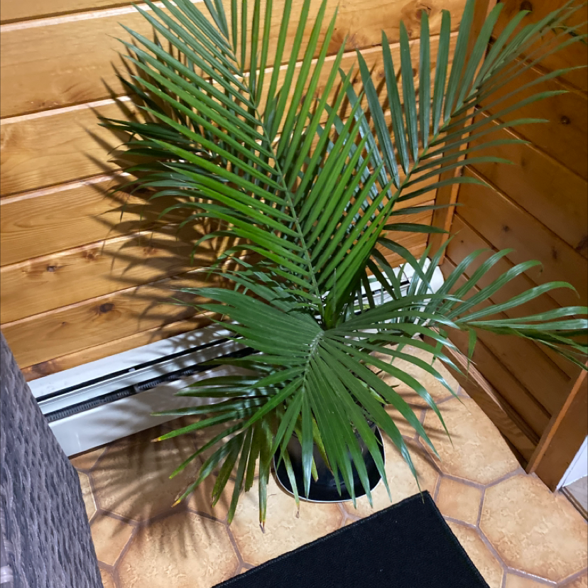 ️ When And Where Should I Trim My Areca Palm?