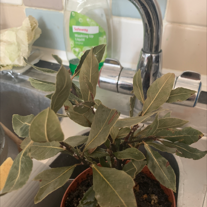 Common Bay Laurel Problems