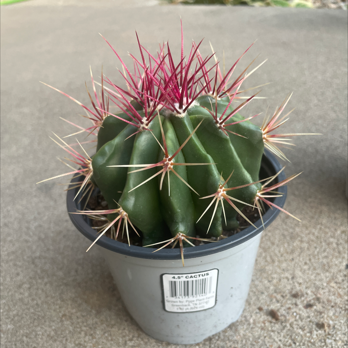 🔥 10 Benefits of Having a Fire Barrel Cactus