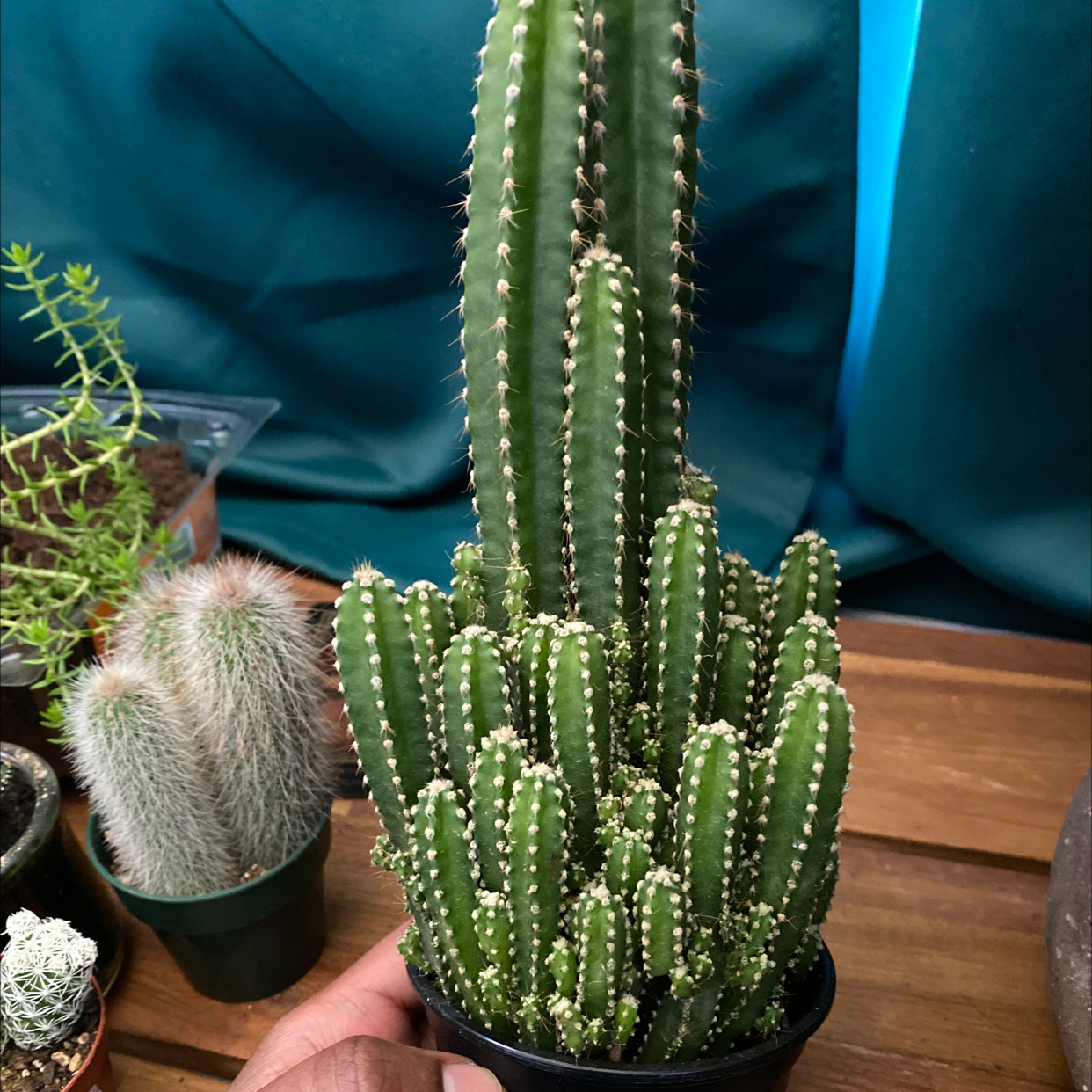 🌵 Why Are There Black Spots On My Hedge Cactus Leaves?
