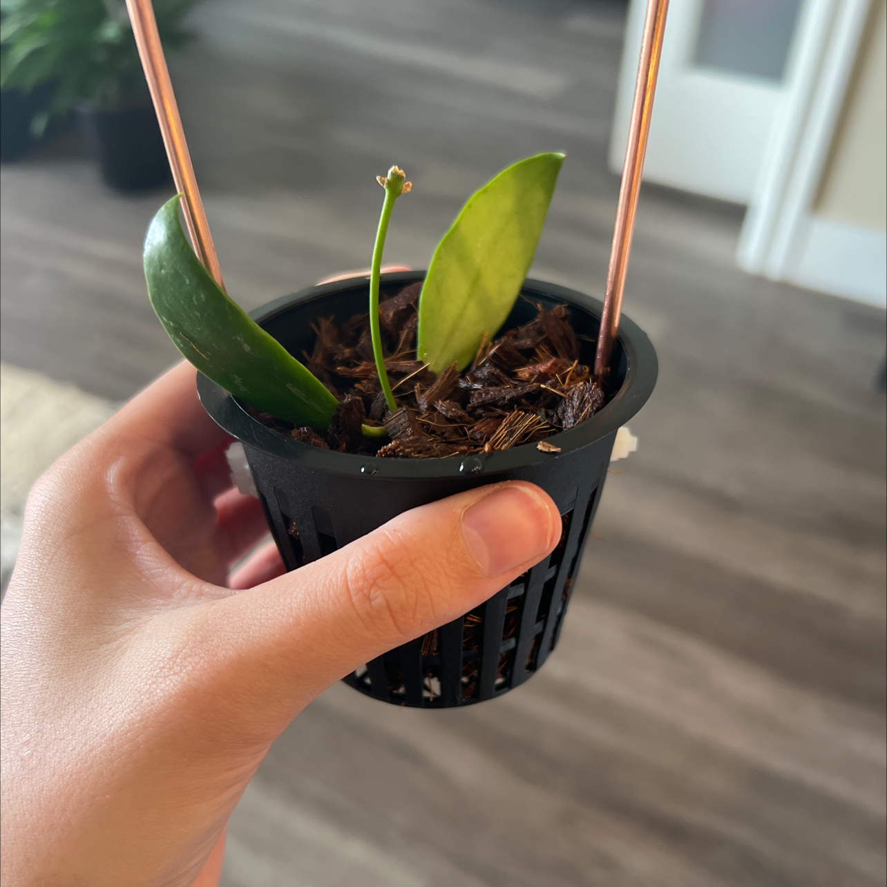 💧 How Much Humidity Does My Hoya lacunosa Need?