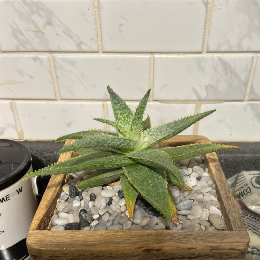 Aloe 'White Fox' Plant Care: Water, Light, Nutrients | Greg App 🌱