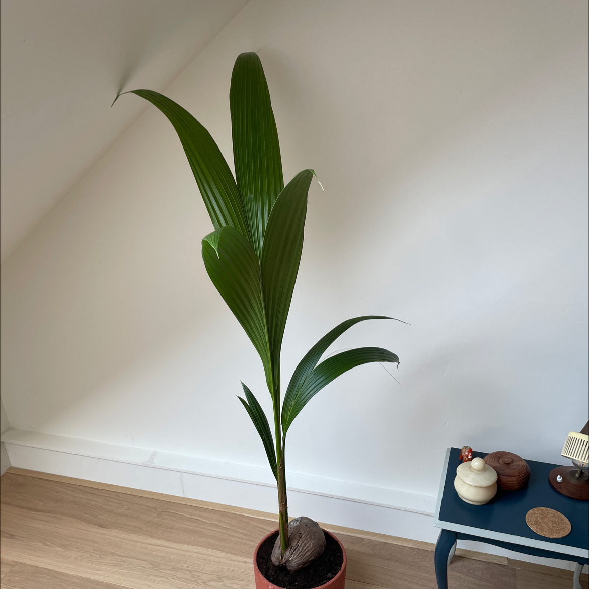 🥥 What Does It Mean When Coconut Blooms?