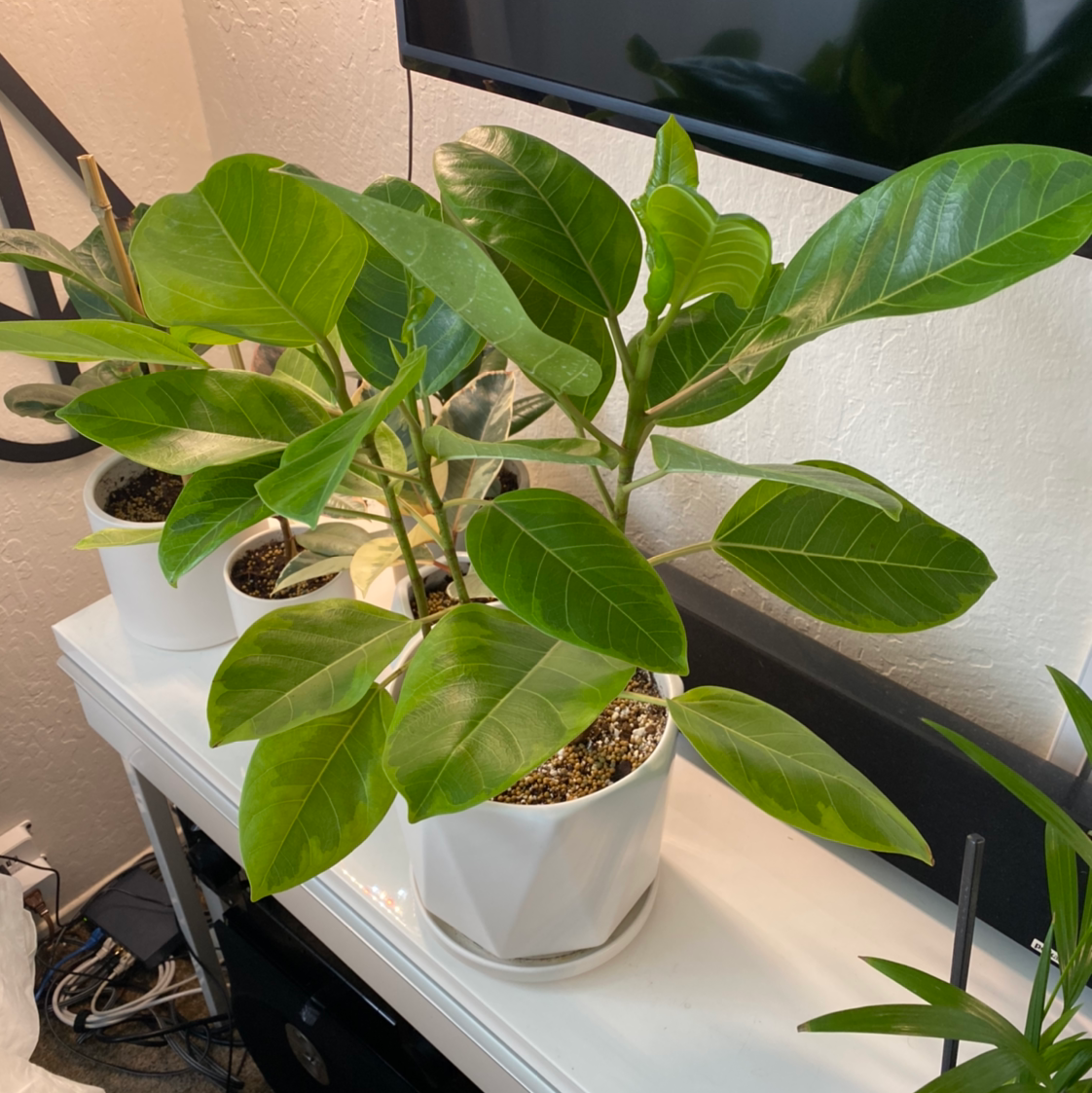 Common Council Tree Problems