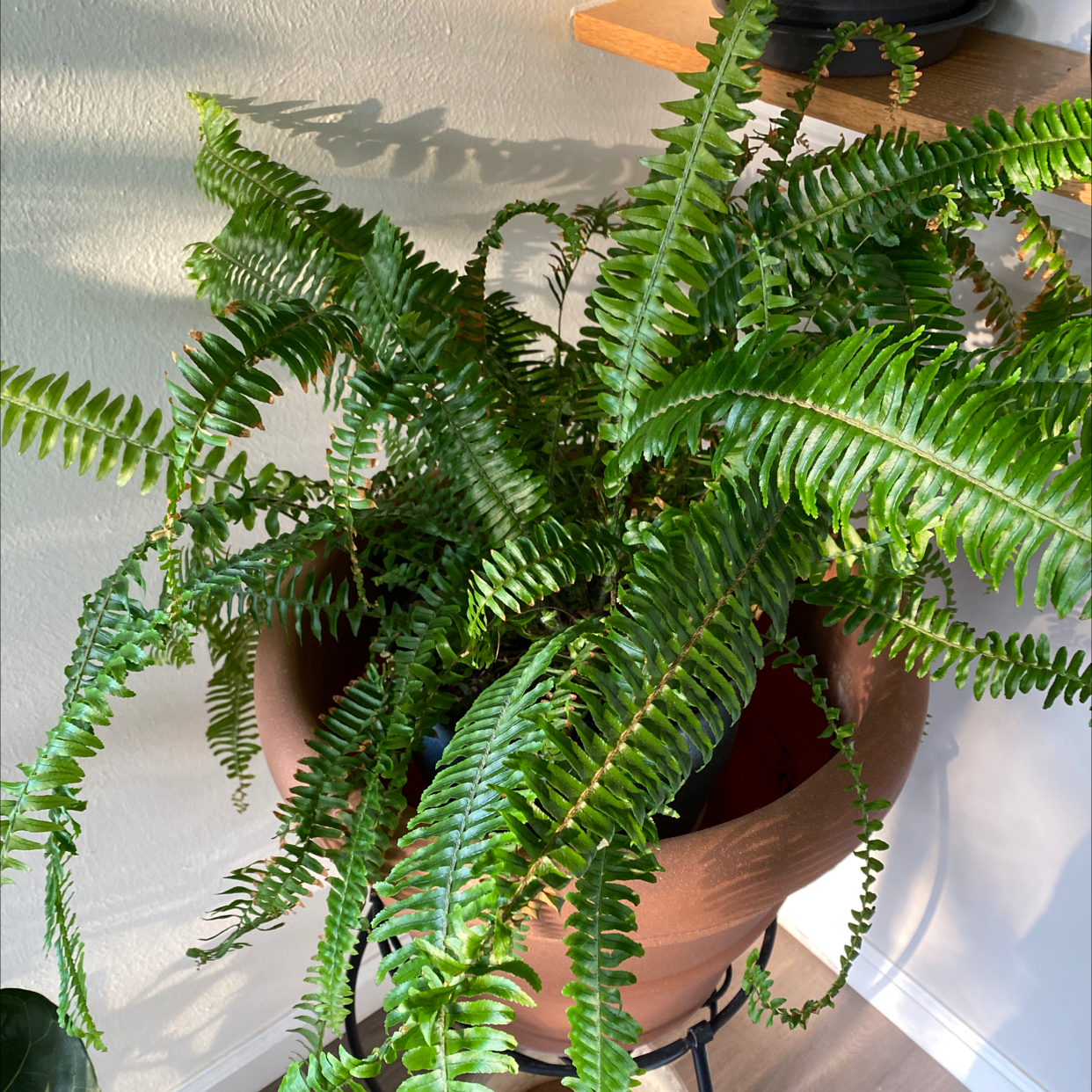 How to Get a Kimberly Queen Fern to Bloom