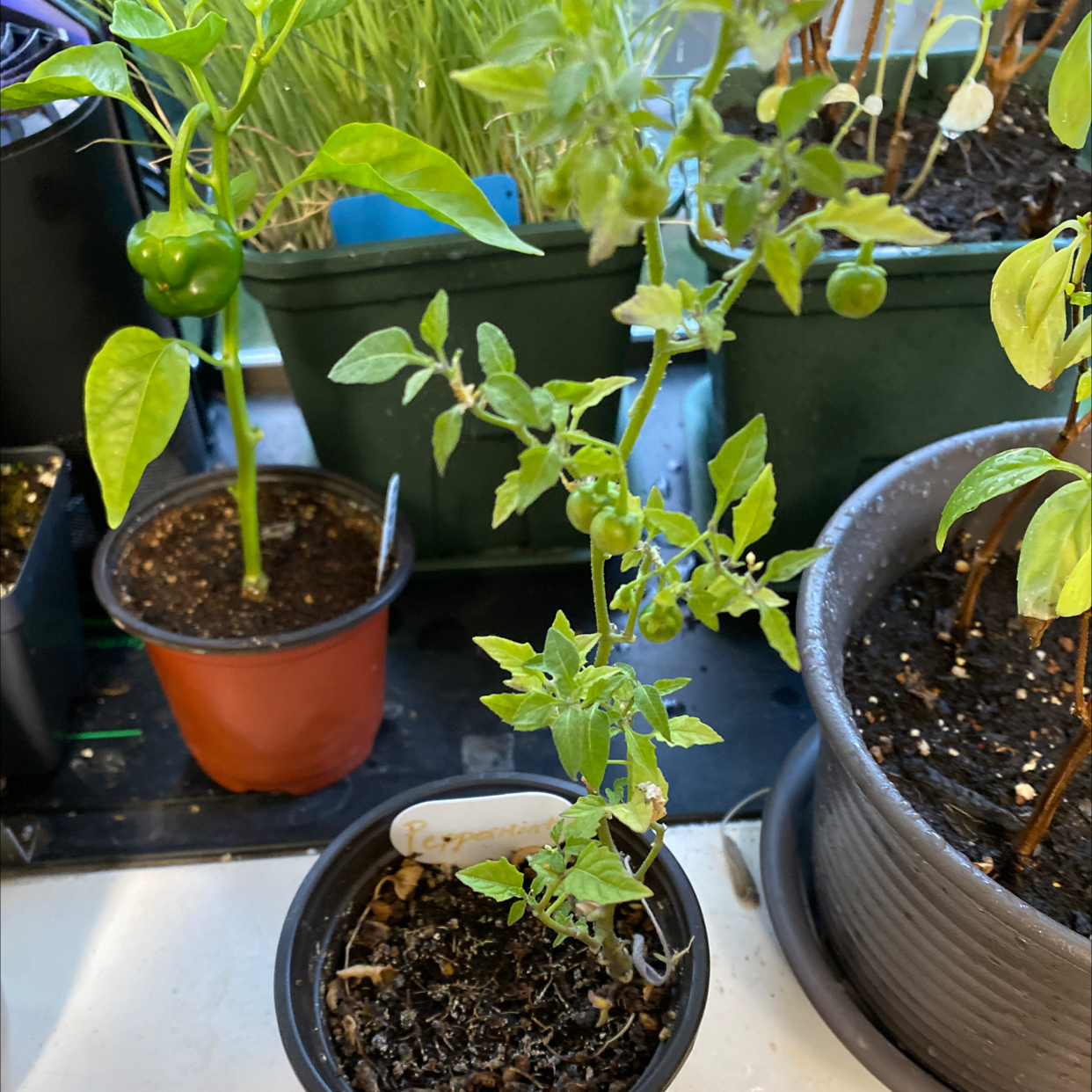 Pepper Pots | A plant by @WaffleButteredGarden on Greg