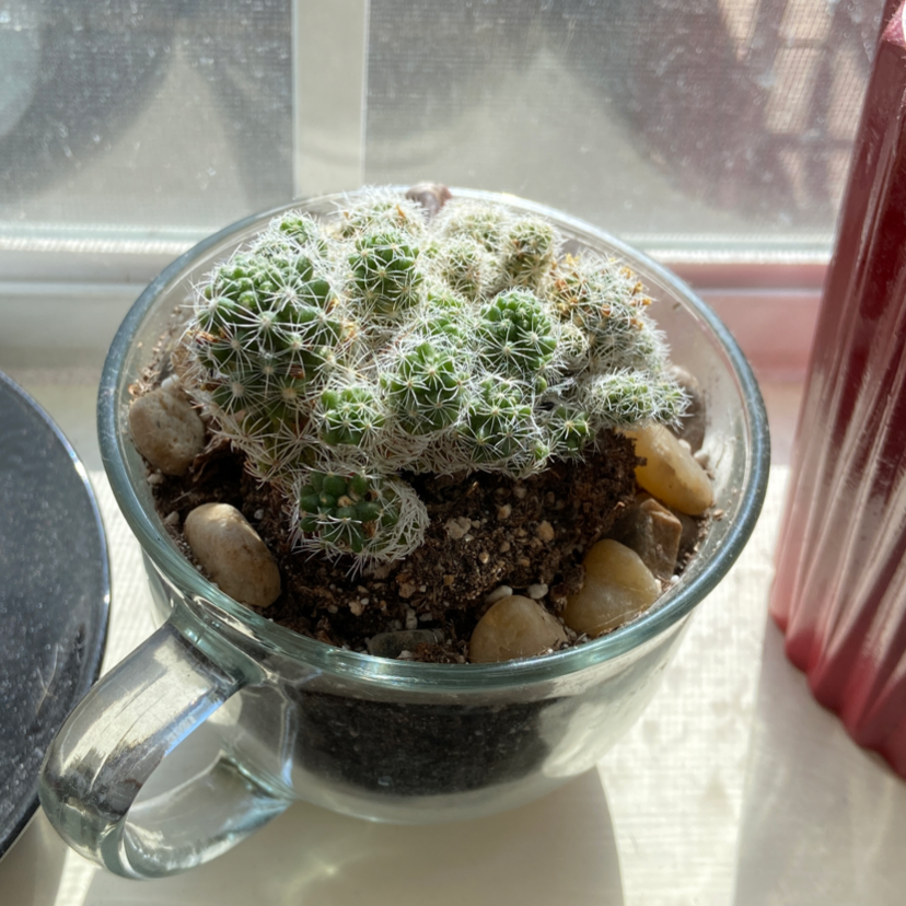 Why Is My Silver Cluster Cactus Not Doing Well?