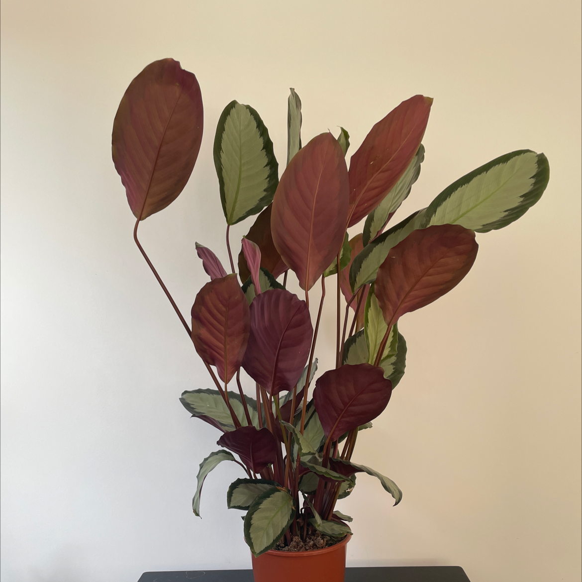 Calathea picturata 'Argentea' Plant Care: Water, Light, Nutrients ...