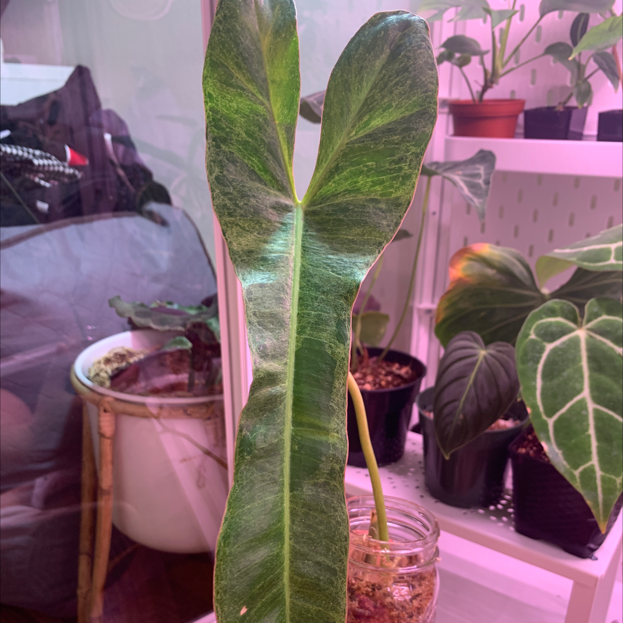 Why Are My Paraiso Verde Philodendron Leaves Droopy?