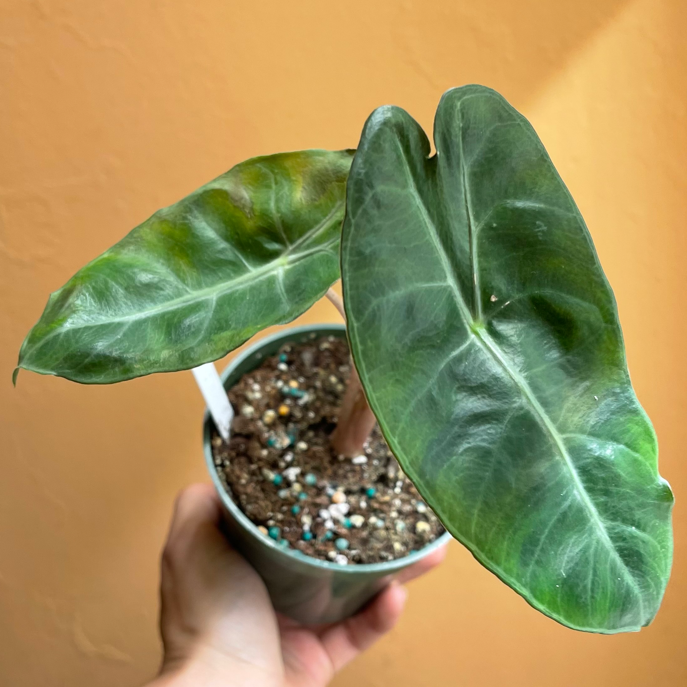 Why Are My Alocasia Pink Dragon Leaves Mushy? 💧
