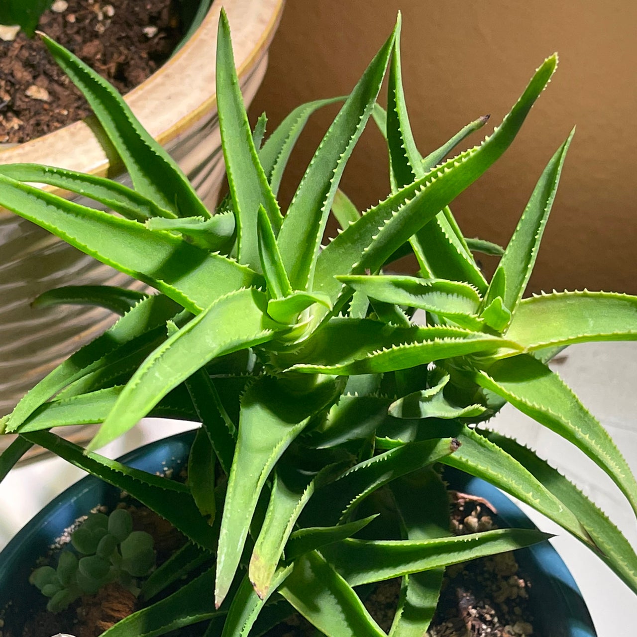 Climbing Aloe Plant Care: Water, Light, Nutrients | Greg App 🌱