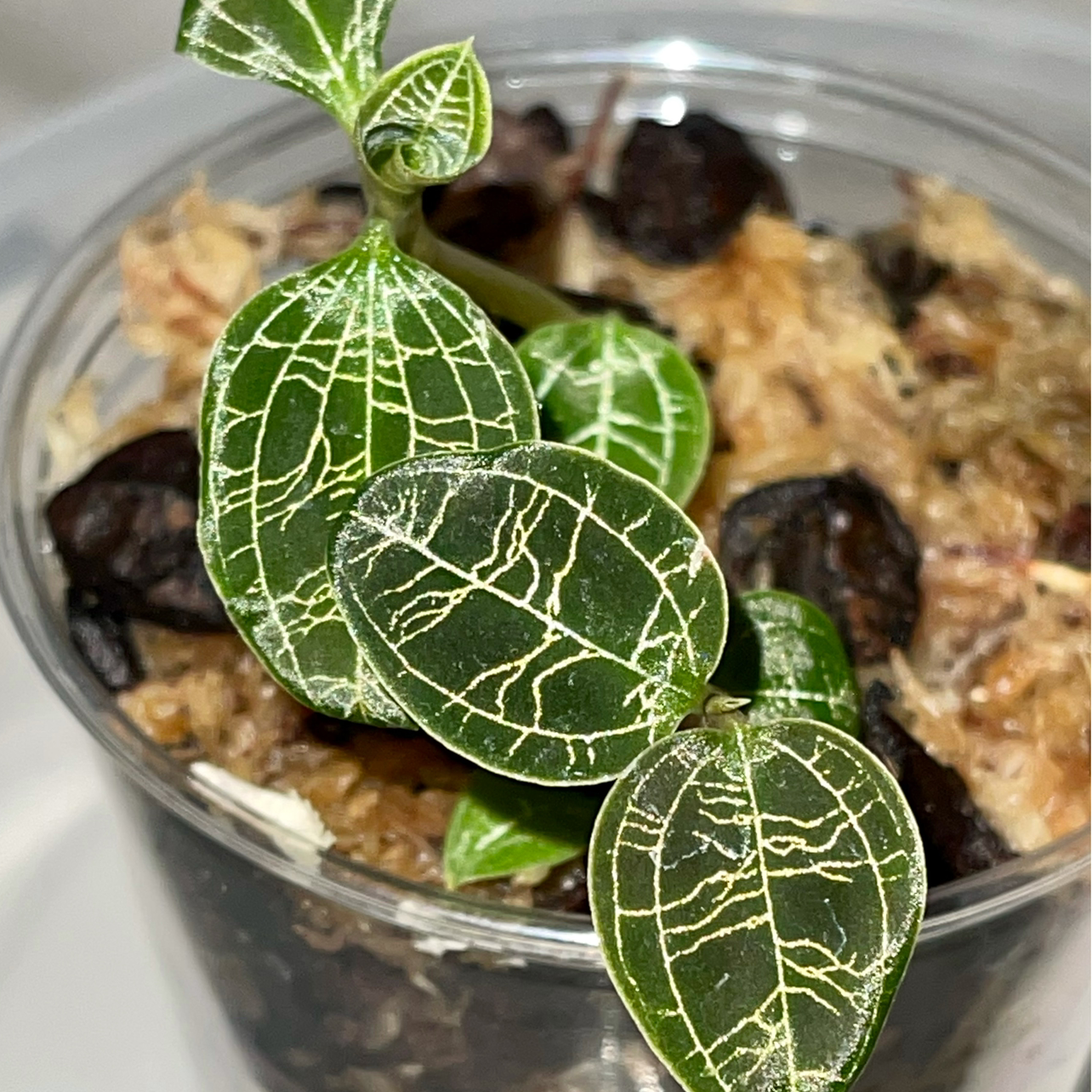 Symbolism and Benefits of the Lightning Jewel Orchid