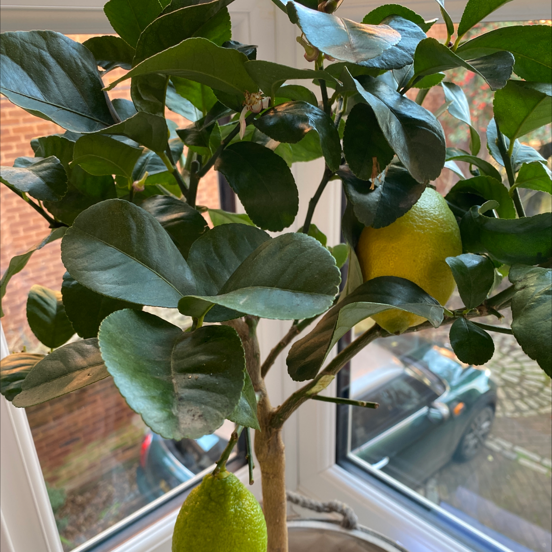 🍋 How To Propagate Your Meyer Lemon Tree