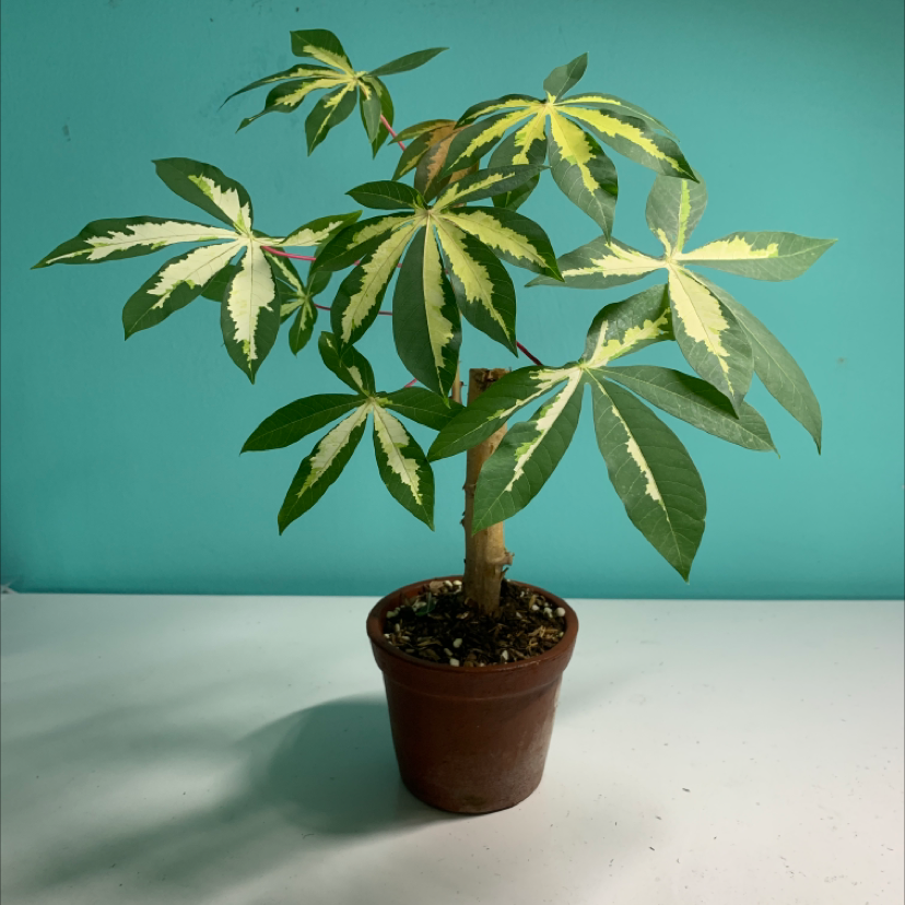 Best Soil Potting Mix for Variegated Dwarf Umbrella Tree