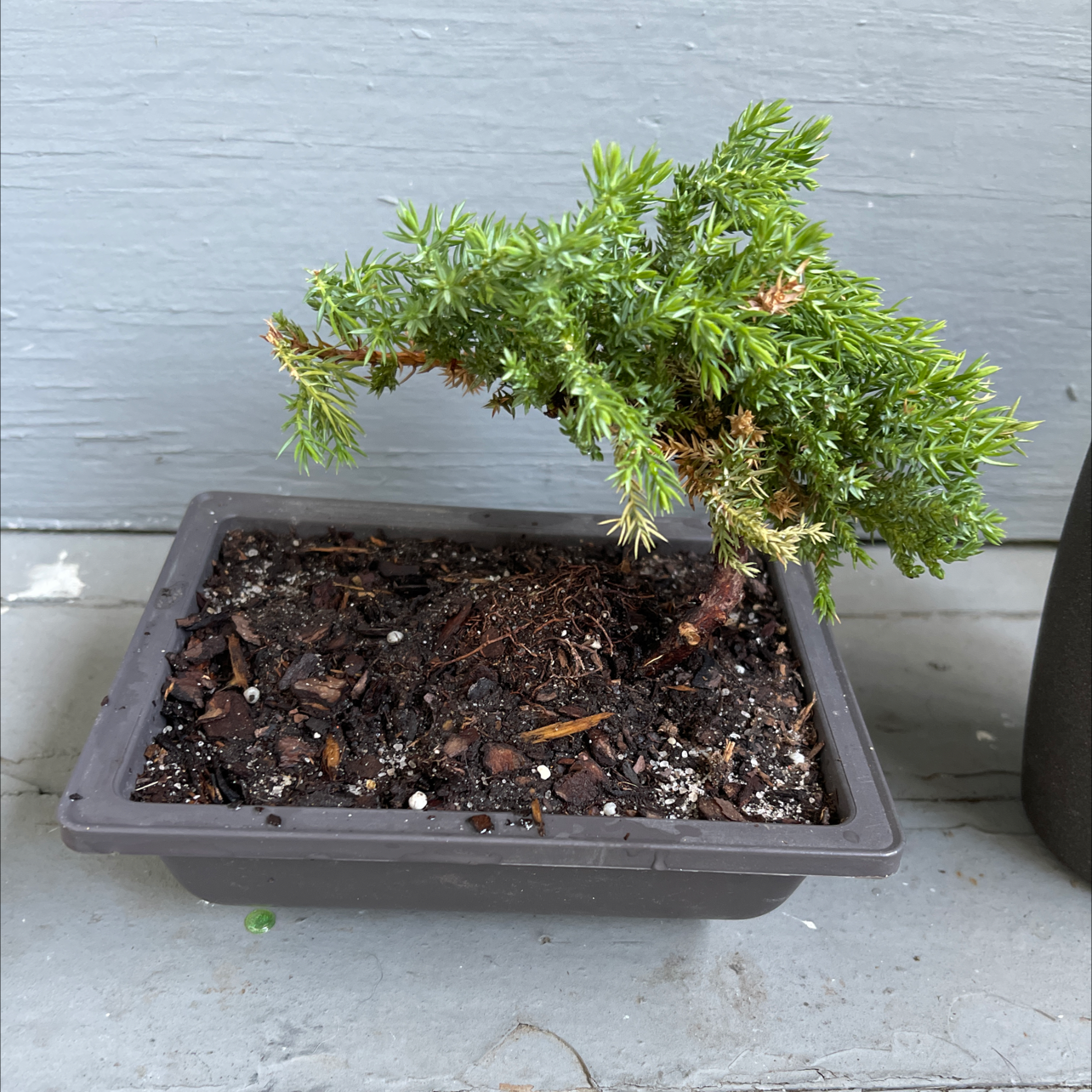 Black Spots on My Japanese Garden Juniper Leaves