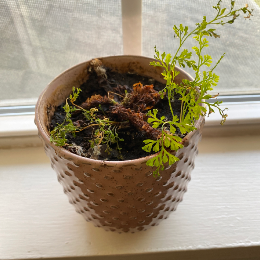 Soil Recommendations for Leatherleaf Fern