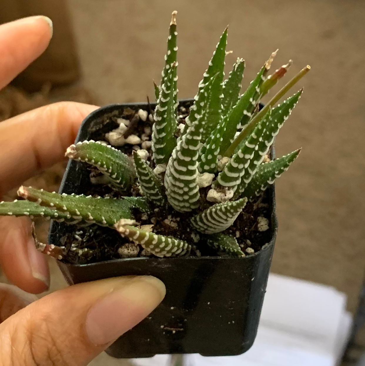 How Can You Tell If A Zebra Plant Is Dying? 🦓