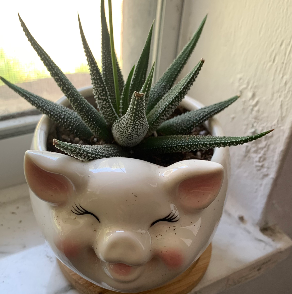 🦓 Zebra Plant Soil