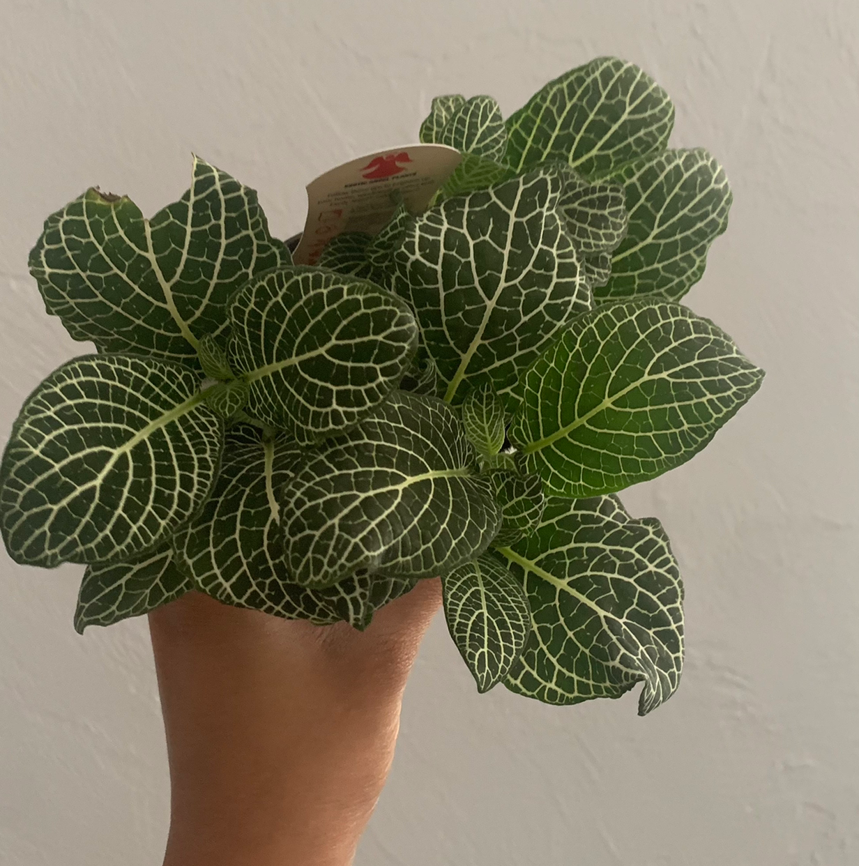 Why Are My Nerve Plant Leaves Droopy? 😔