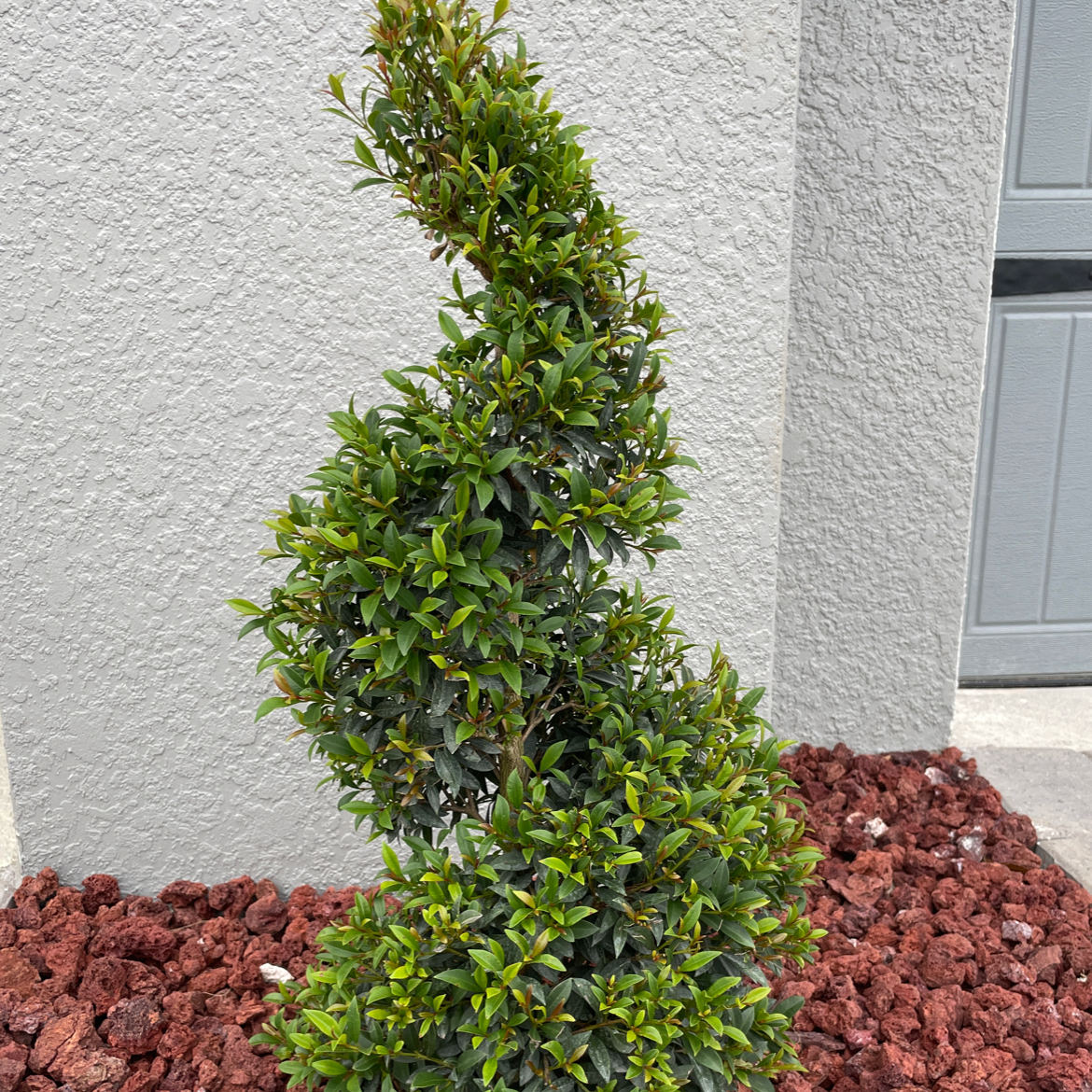 Common Boxwood Fertilizer: How and When to Use It