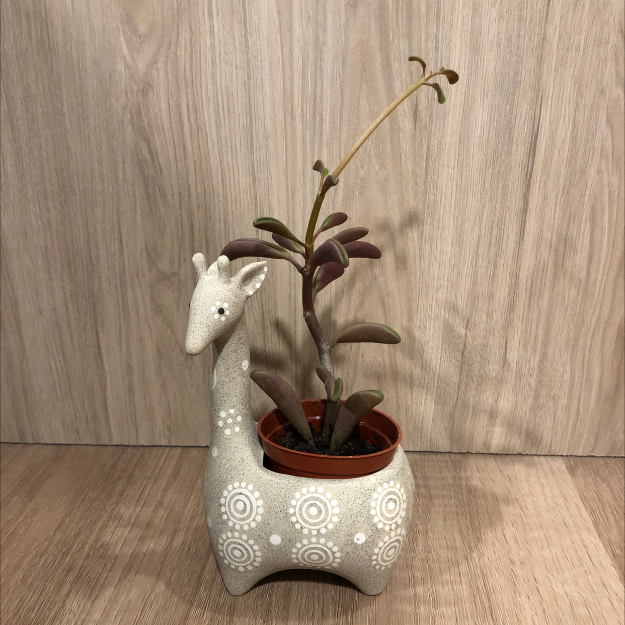 🌞 Your Peperomia graveolens 'Ruby Glow''s Light Needs