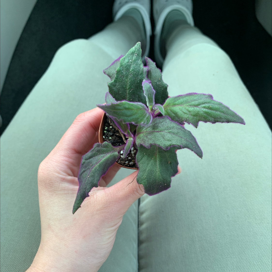 Propagating My Purple Velvet Plant: Step-by-step Guide